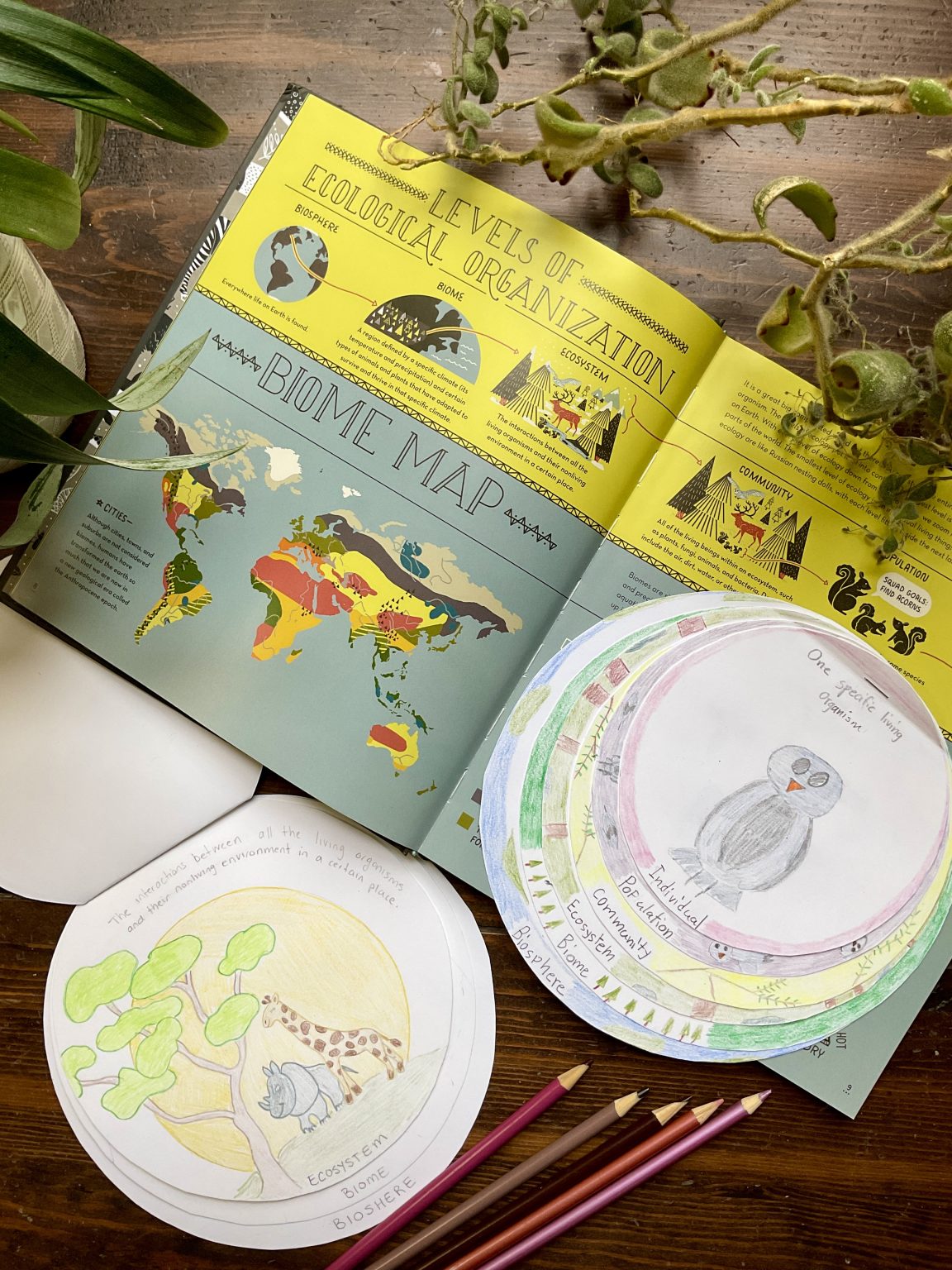 Levels of Ecological Organization for Kids [FREE Flipbook] - Books and ...